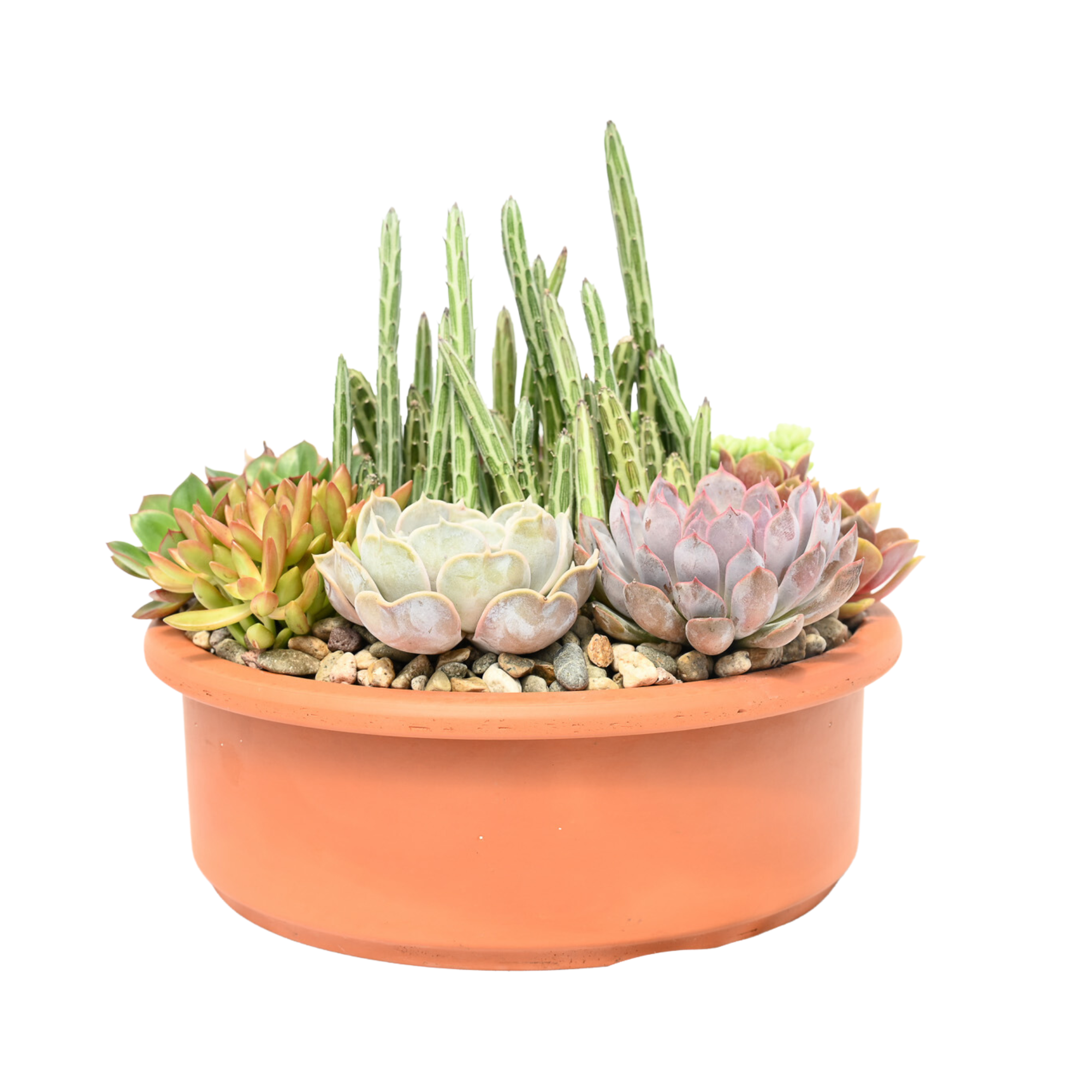 Tula Ember Clay Garden (8.5-INCH) – Western Cactus