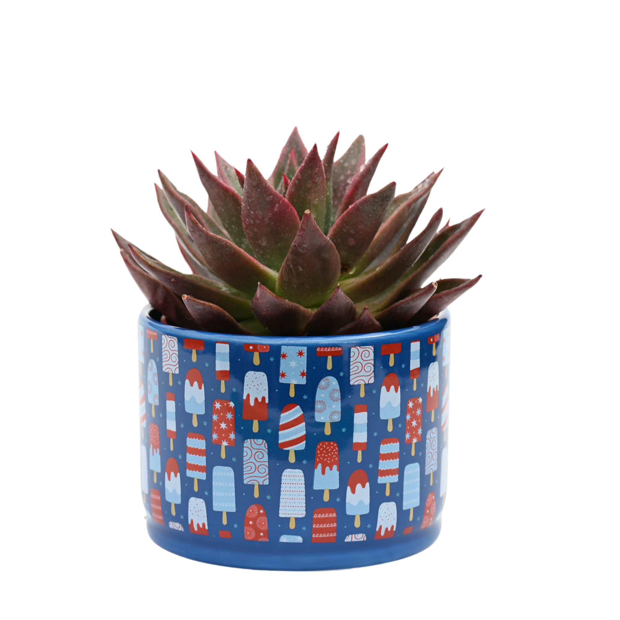 4" Summer Celebration – Western Cactus