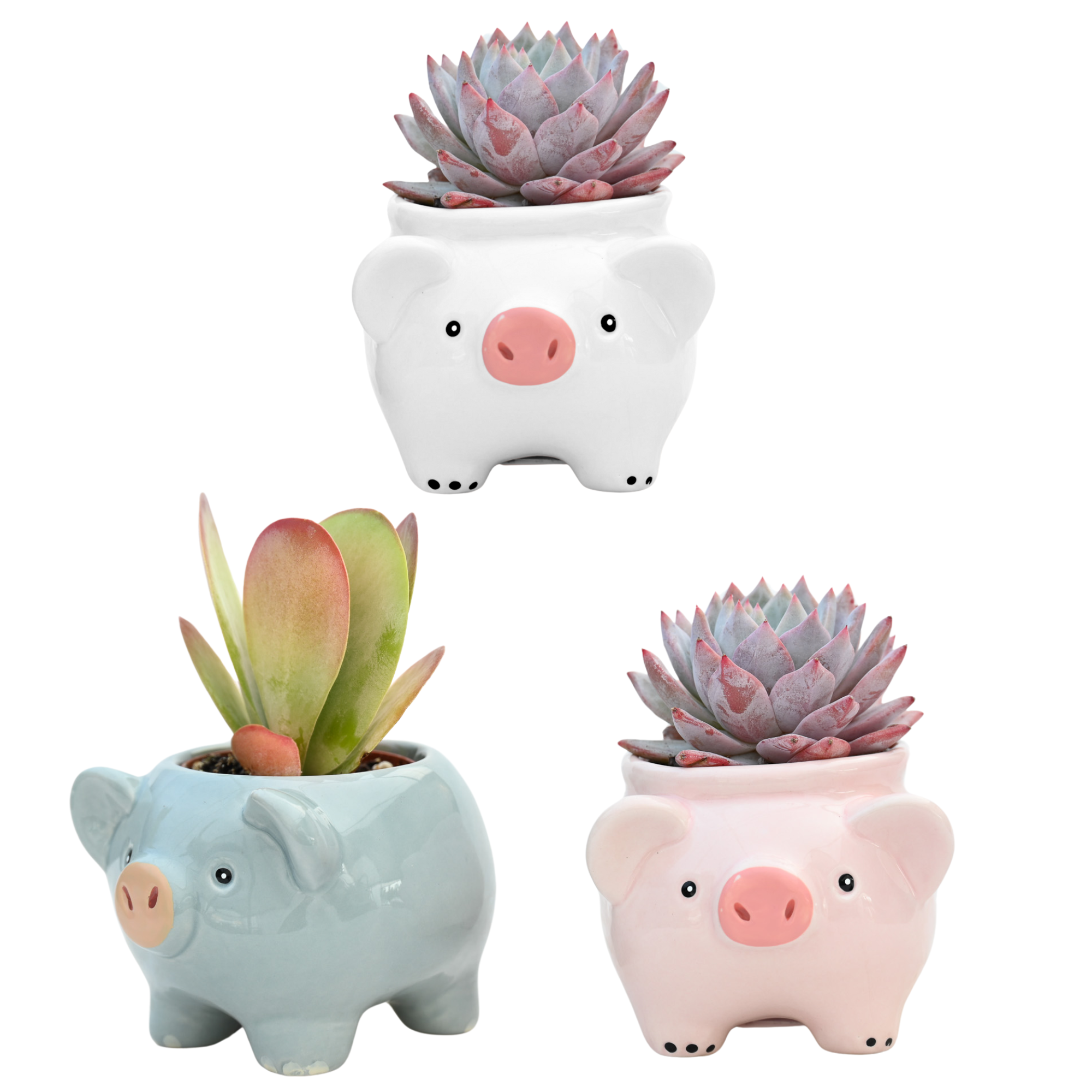 Pigs (2-INCH) – Western Cactus