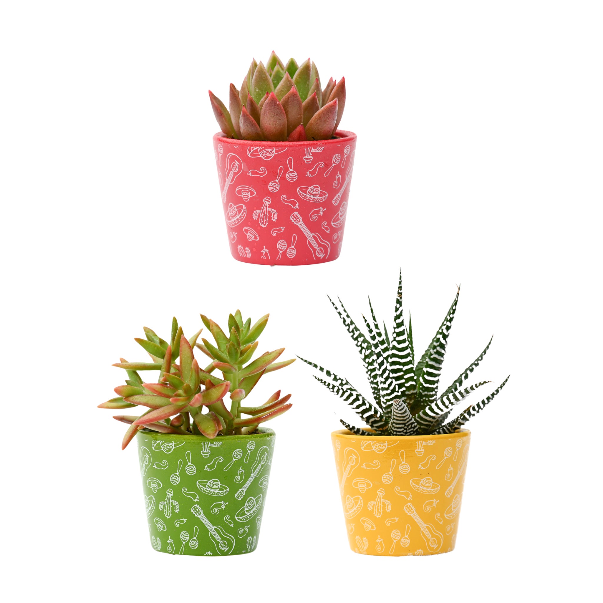 Fiesta Flair (2-Inch) – Western Cactus
