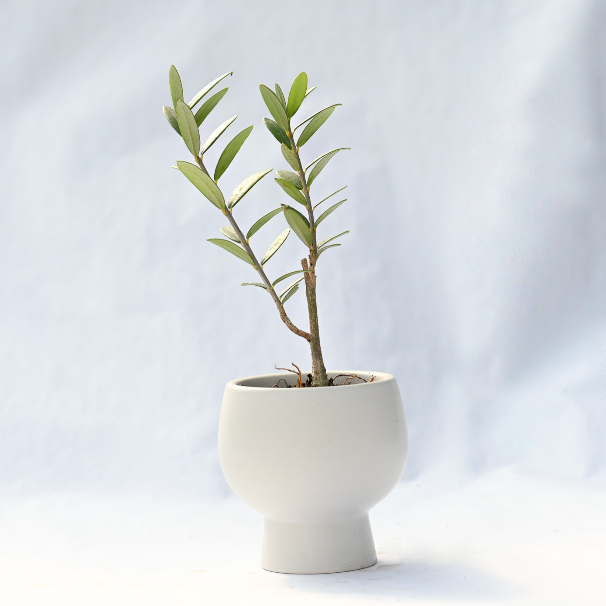 Liberty w/ Olive (2-INCH) – Western Cactus