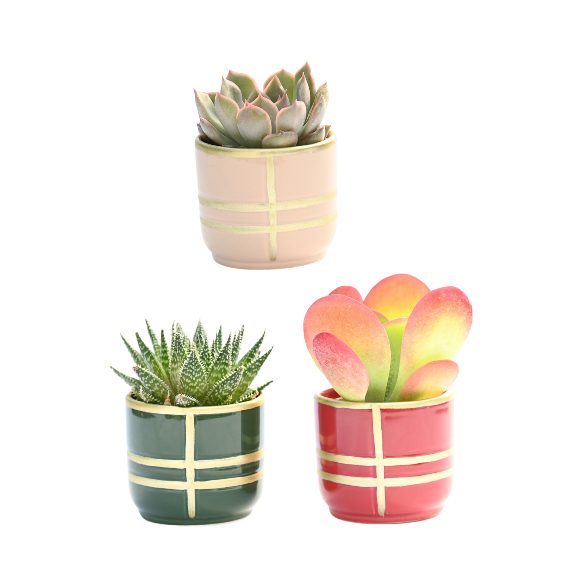 Starlight Collection (2-INCH) – Western Cactus