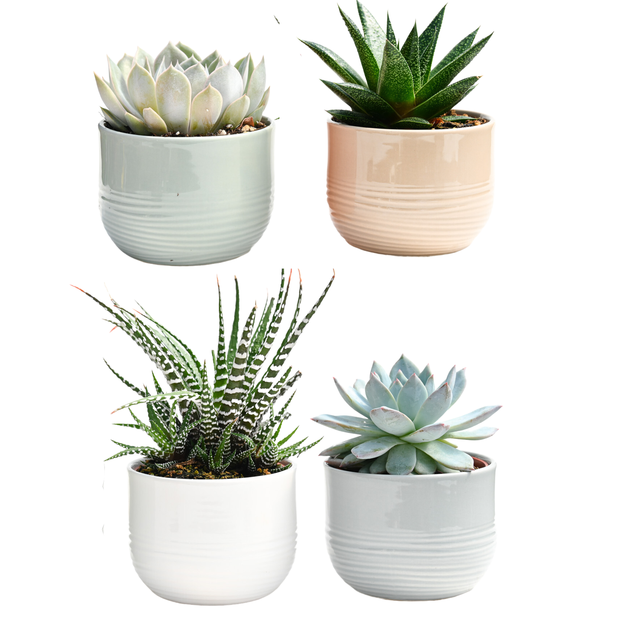 Opulence Collection (4-INCH) – Western Cactus