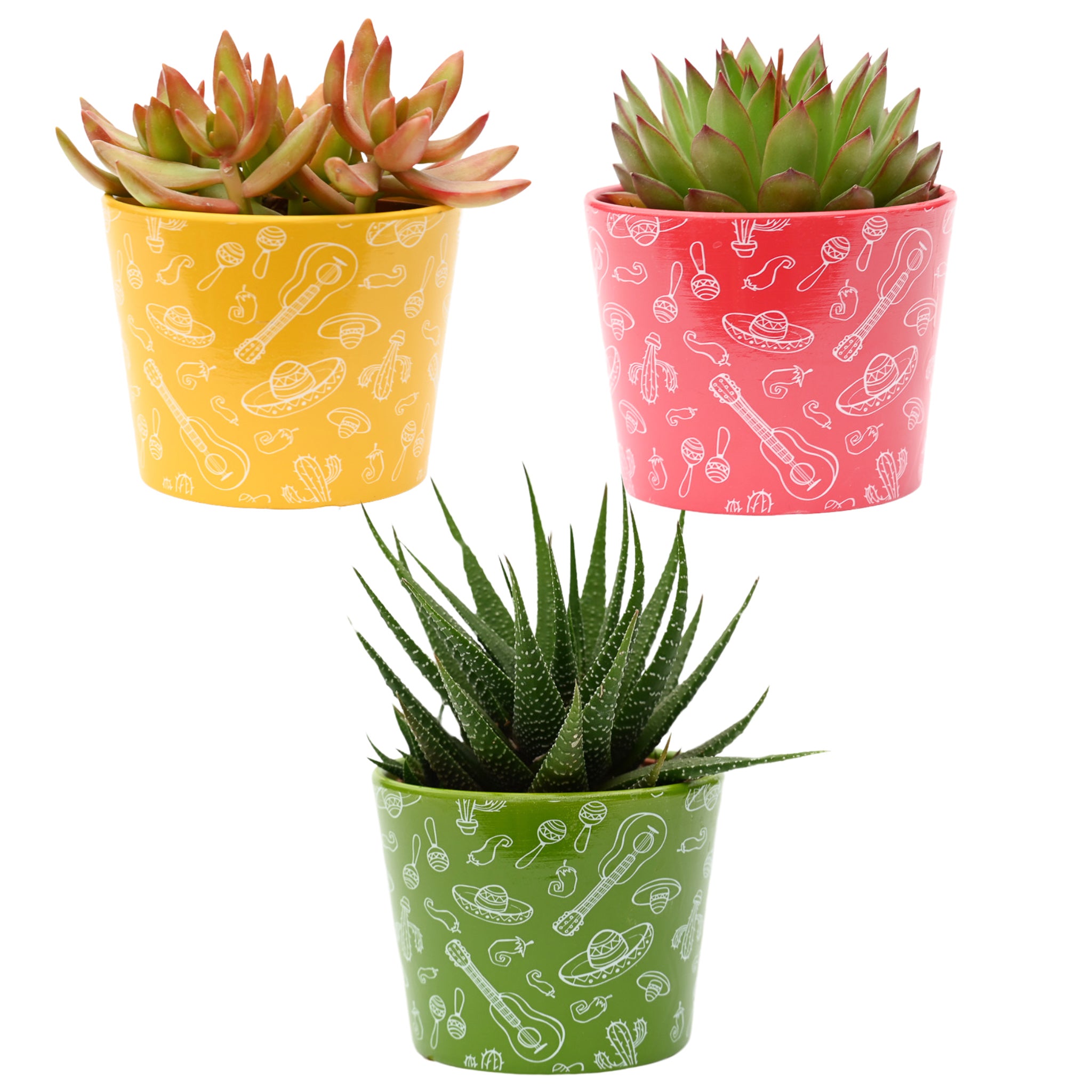 Fiesta Flair (4-Inch) – Western Cactus