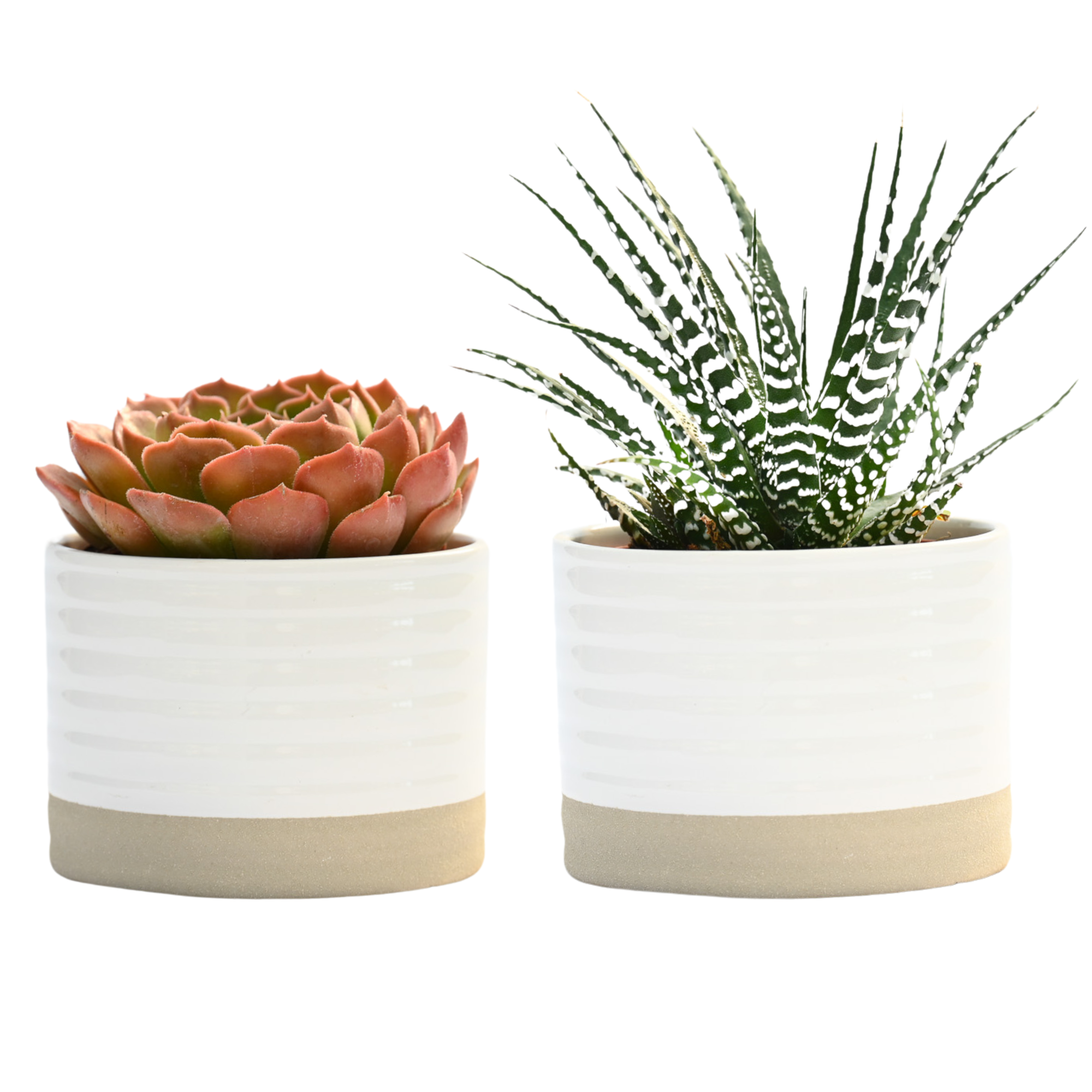 Rustic Root (4-INCH) – Western Cactus