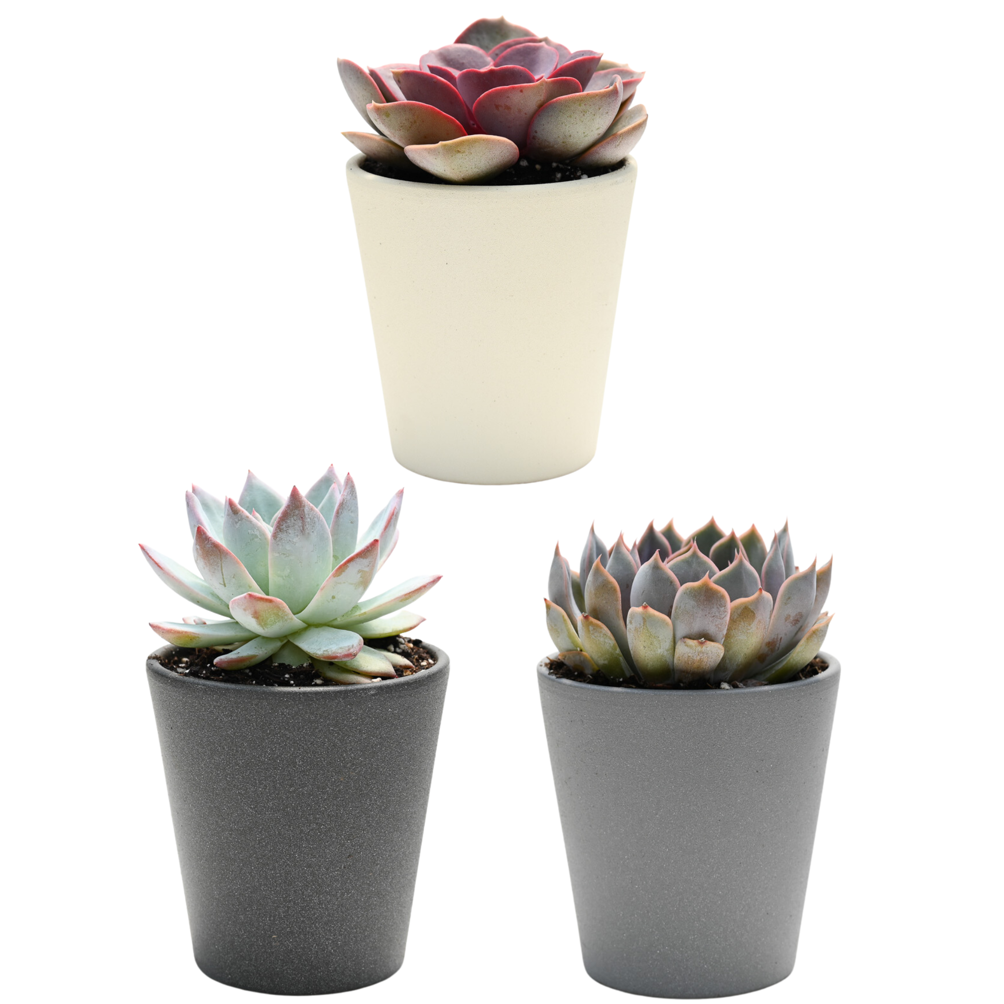 Canopy (9CM) – Western Cactus