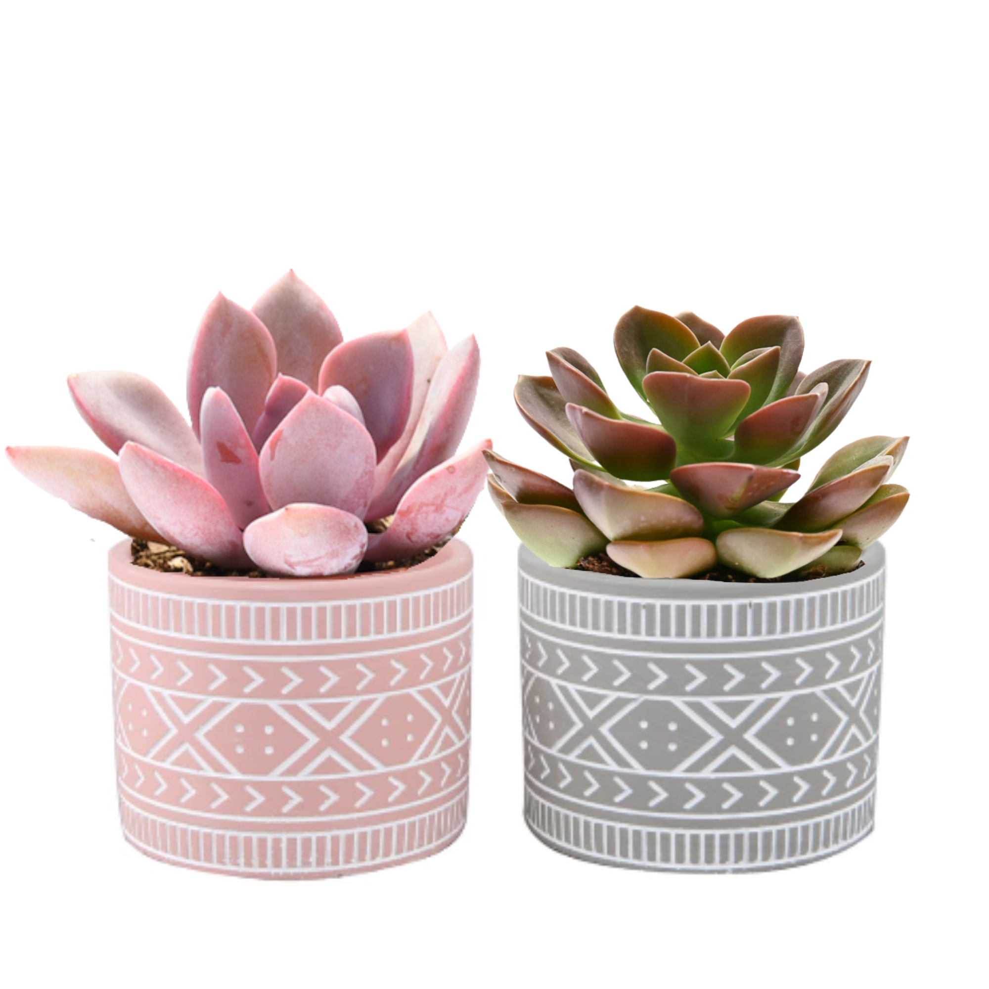 Azteca Collection (4-INCH) – Western Cactus