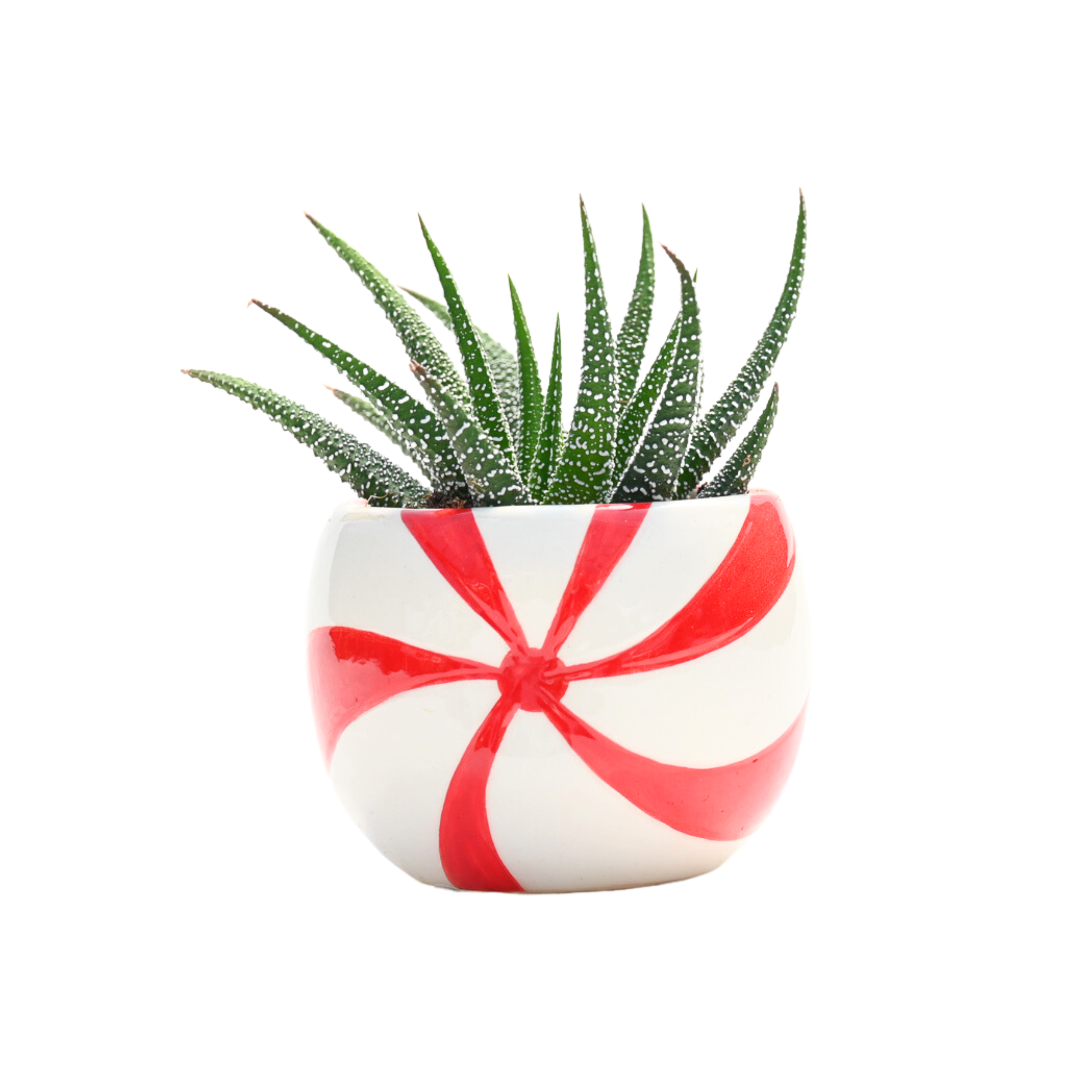 Candy Cane Collection (2-Inch) – Western Cactus
