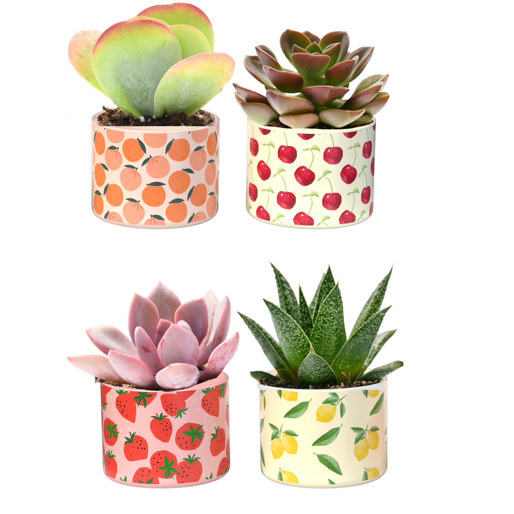 Sweet Summer Collection (2-INCH) – Western Cactus