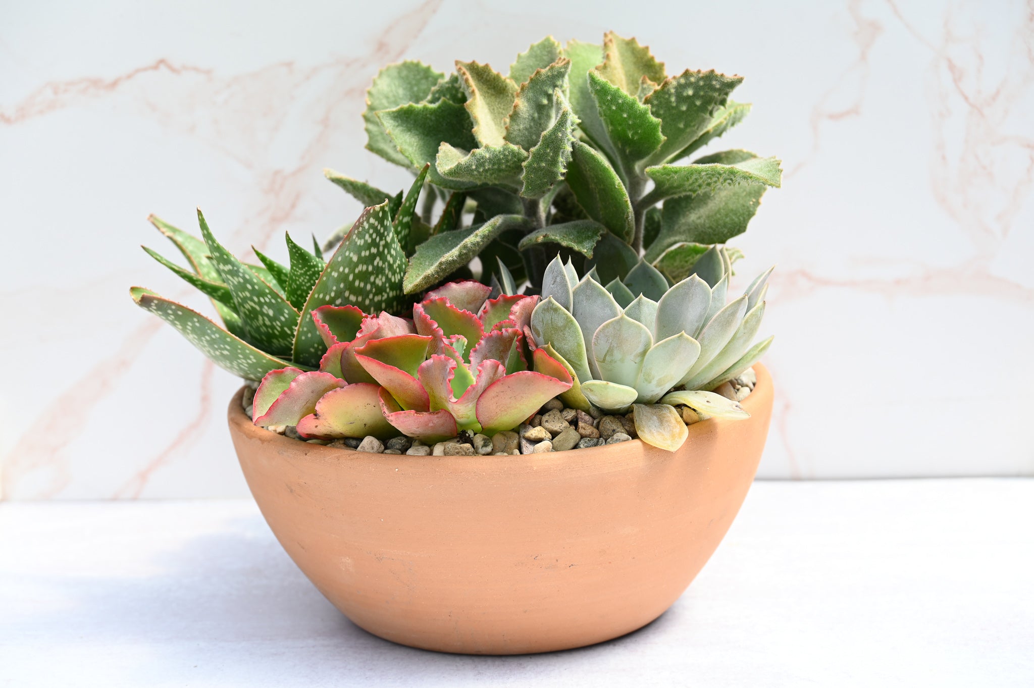 Clay Garden (10-INCH) – Western Cactus