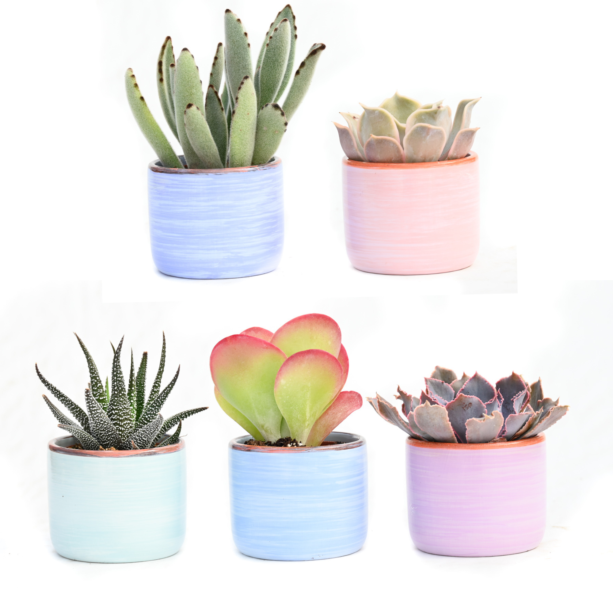 Brush Collection (2-INCH) – Western Cactus