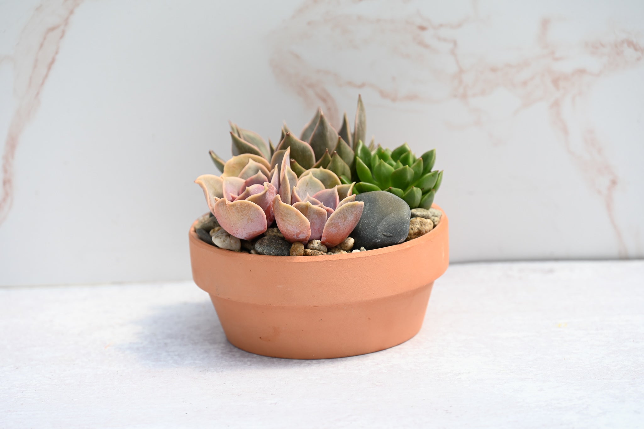 Clay Garden (5-INCH) – Western Cactus