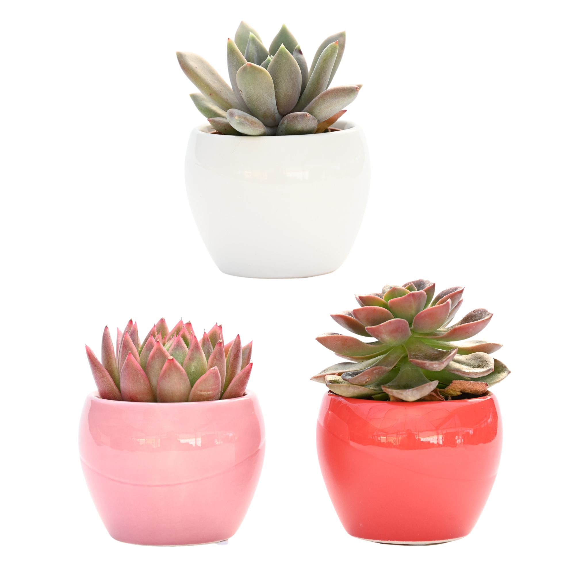Bliss Collection (2-INCH) – Western Cactus