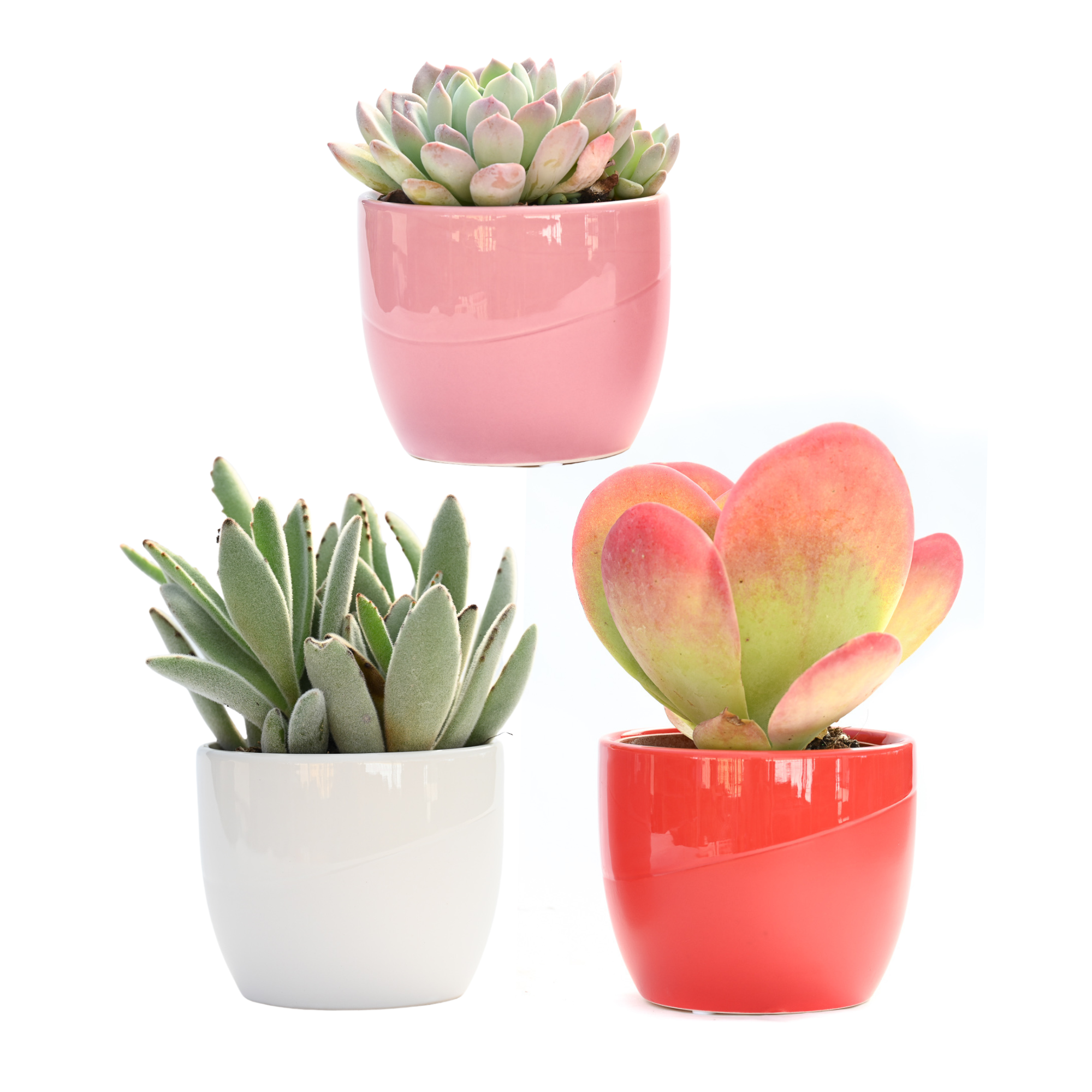Bliss Collection (4-INCH) – Western Cactus